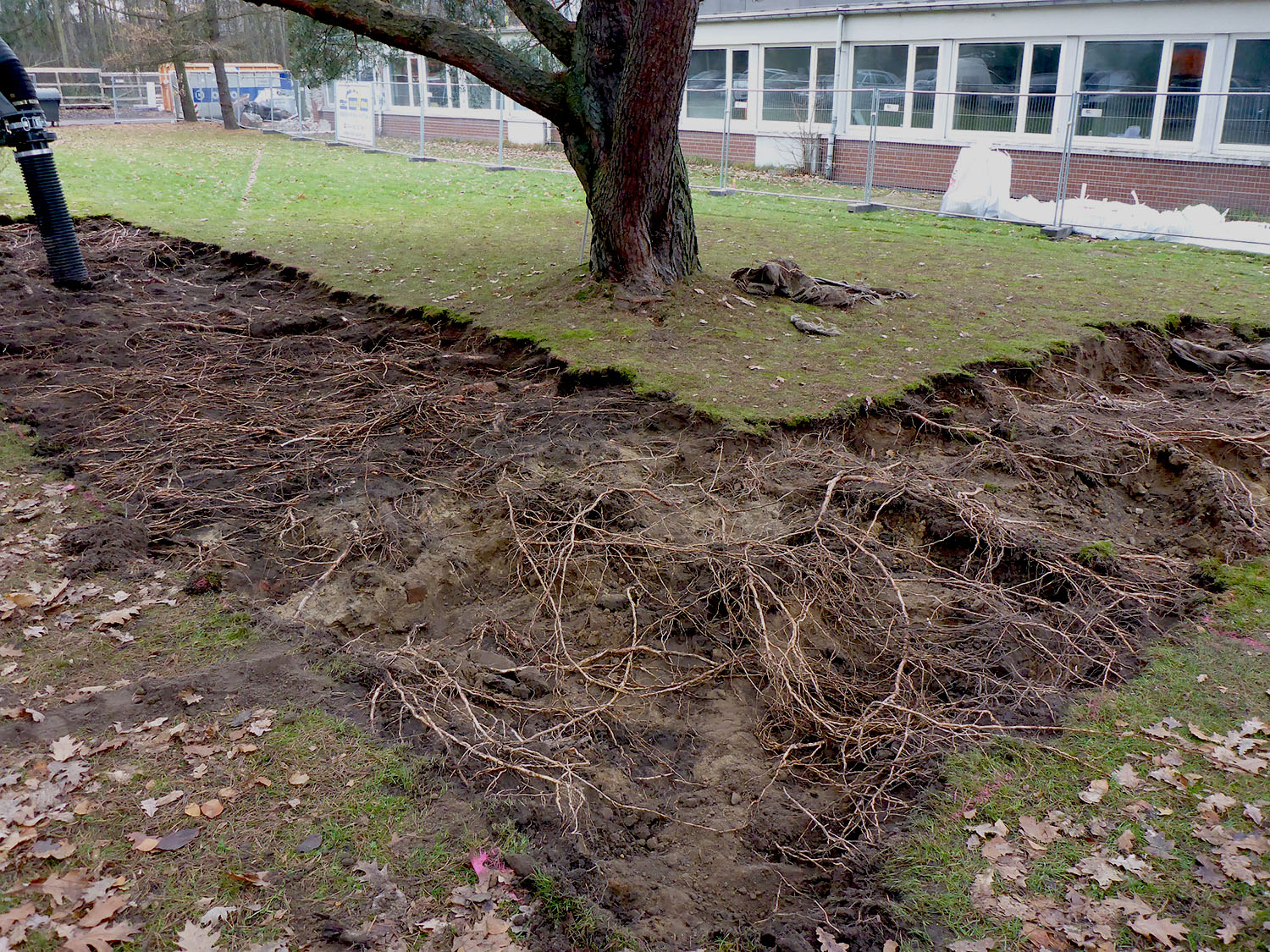 Baumschutzkonzepte - arbor analyst